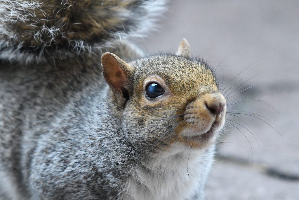Eastern Gray Squirrel from District of Columbia, District of Columbia ...