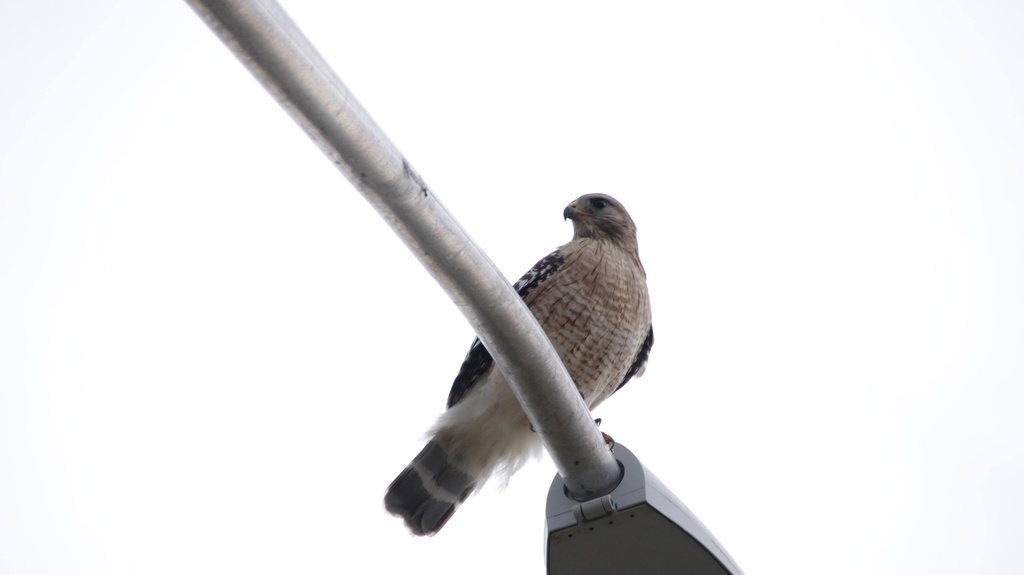 Red-shouldered Hawk from Butler Plaza North, Gainesville, FL, US on ...