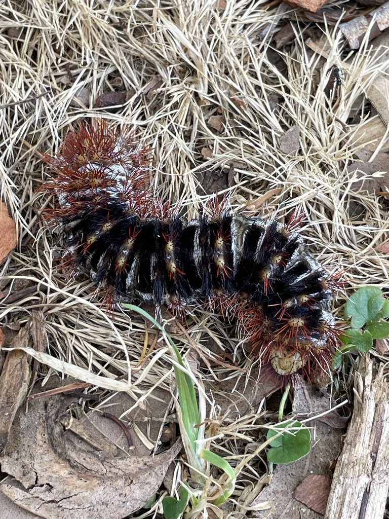 Batwing Moth from Byrnes Rd, Shoreham, VIC, AU on January 19, 2025 at ...