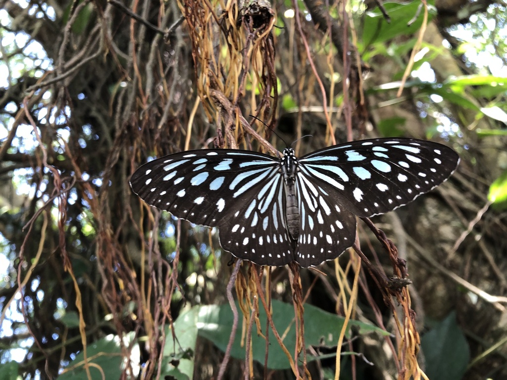 Ceylon Blue Glassy Tiger in June 2020 by Yu-Jen YU · iNaturalist