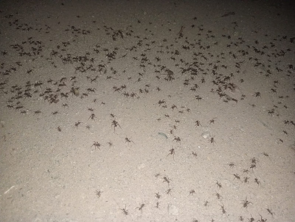 Chicatana Leafcutter Ant from Santa Catarina Minas on January 19, 2025 ...