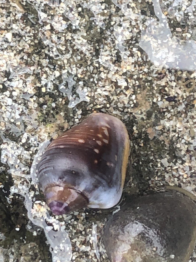 Columbella labiosa from Santa Cruz, CR-GU, CR on January 16, 2025 at 11 ...