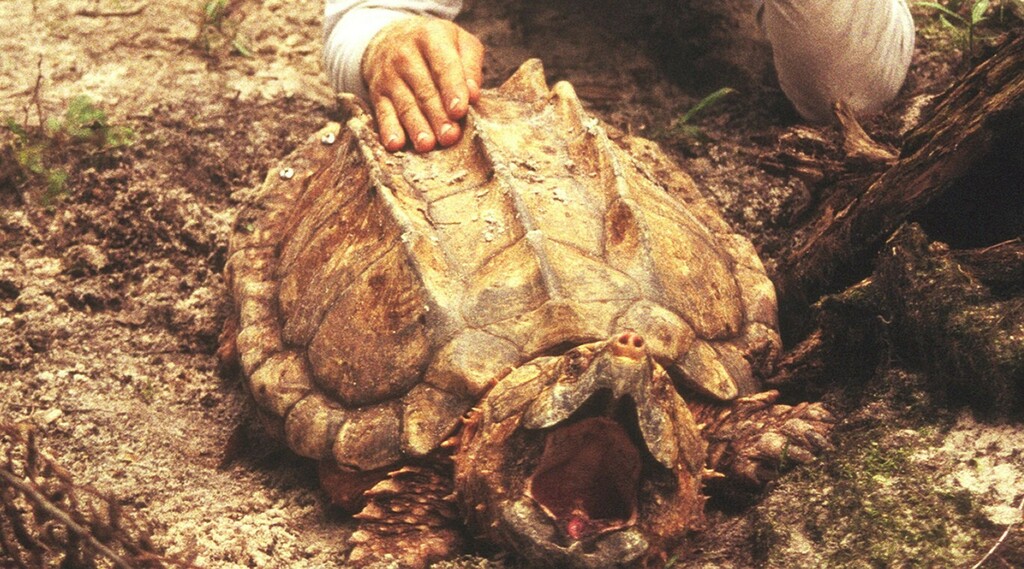 Suwannee Alligator Snapping Turtle in April 1996 by Rick Owen · iNaturalist