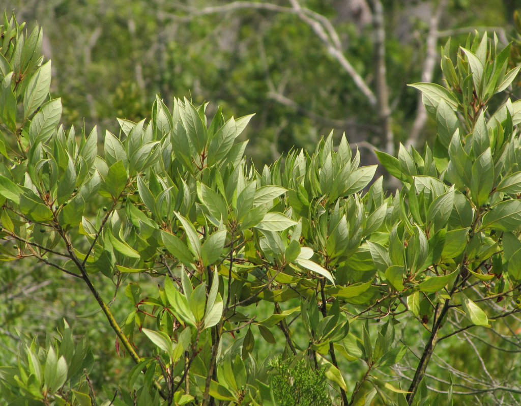 Swamp Bay in July 2017 by jared_satchell · iNaturalist