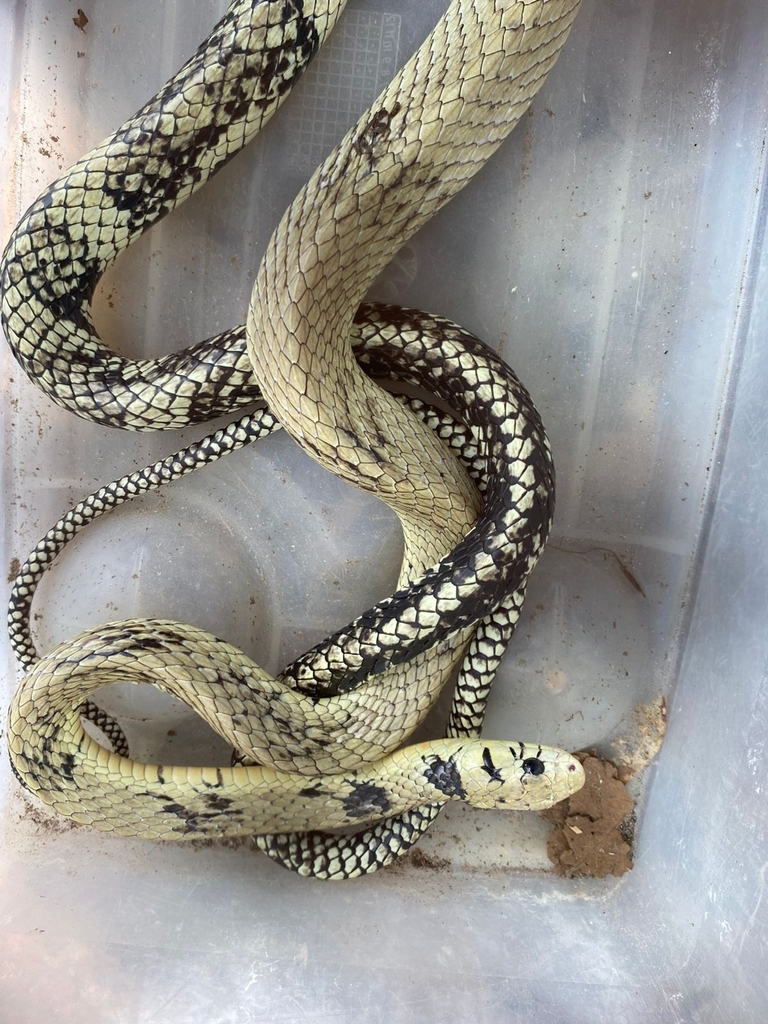 Chicken Snake from Nilo, Cundinamarca, Colombia on January 18, 2025 by ...