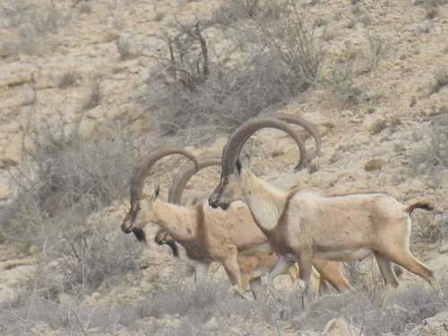 Sindh Wild Goat (Subspecies Capra aegagrus blythi) · iNaturalist