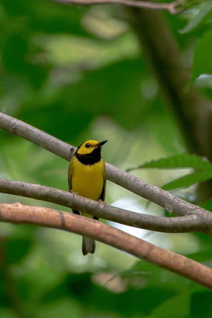 Hooded Warbler from Barry County, MI, USA on June 4, 2023 at 06:49 AM ...