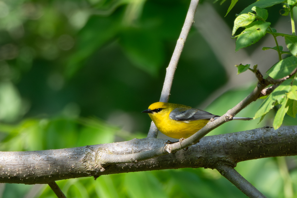 Blue-winged Warbler from Barry County, MI, USA on June 4, 2023 at 08:15 ...