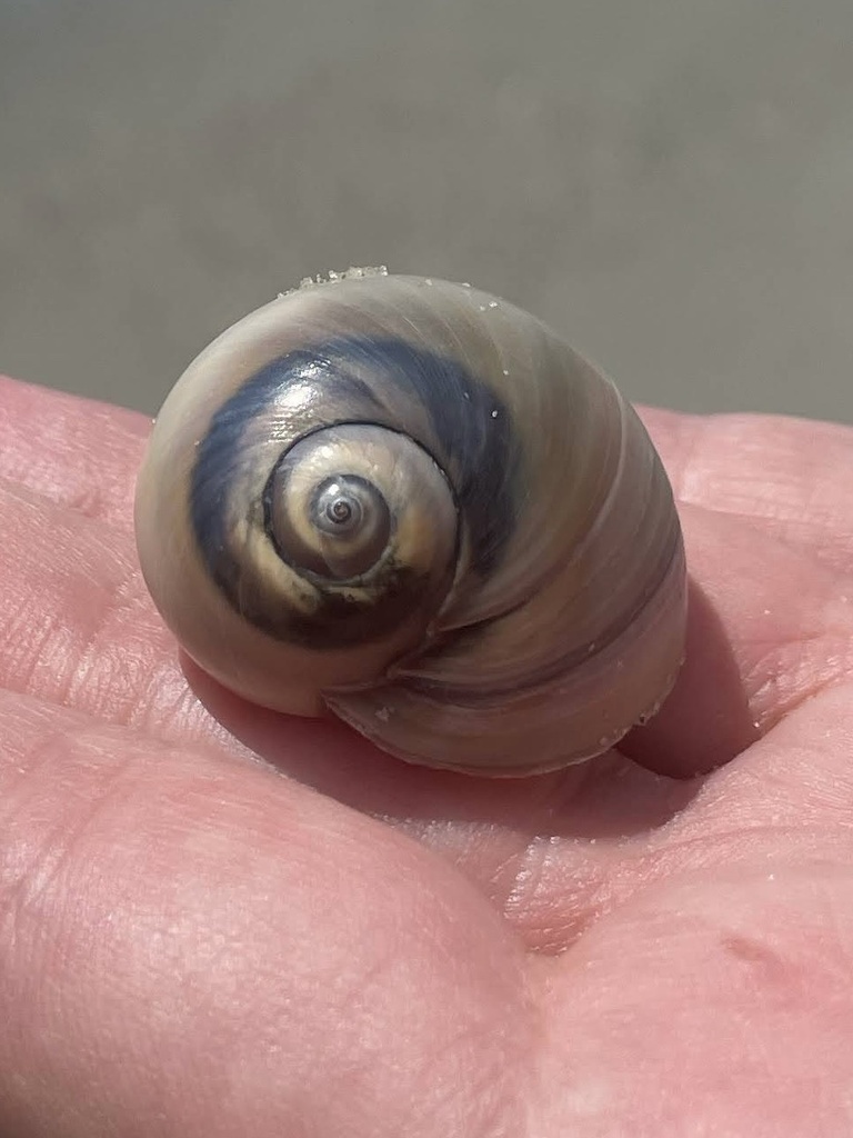 Shark Eye from North Atlantic Ocean, Beaufort, NC, US on August 14 ...