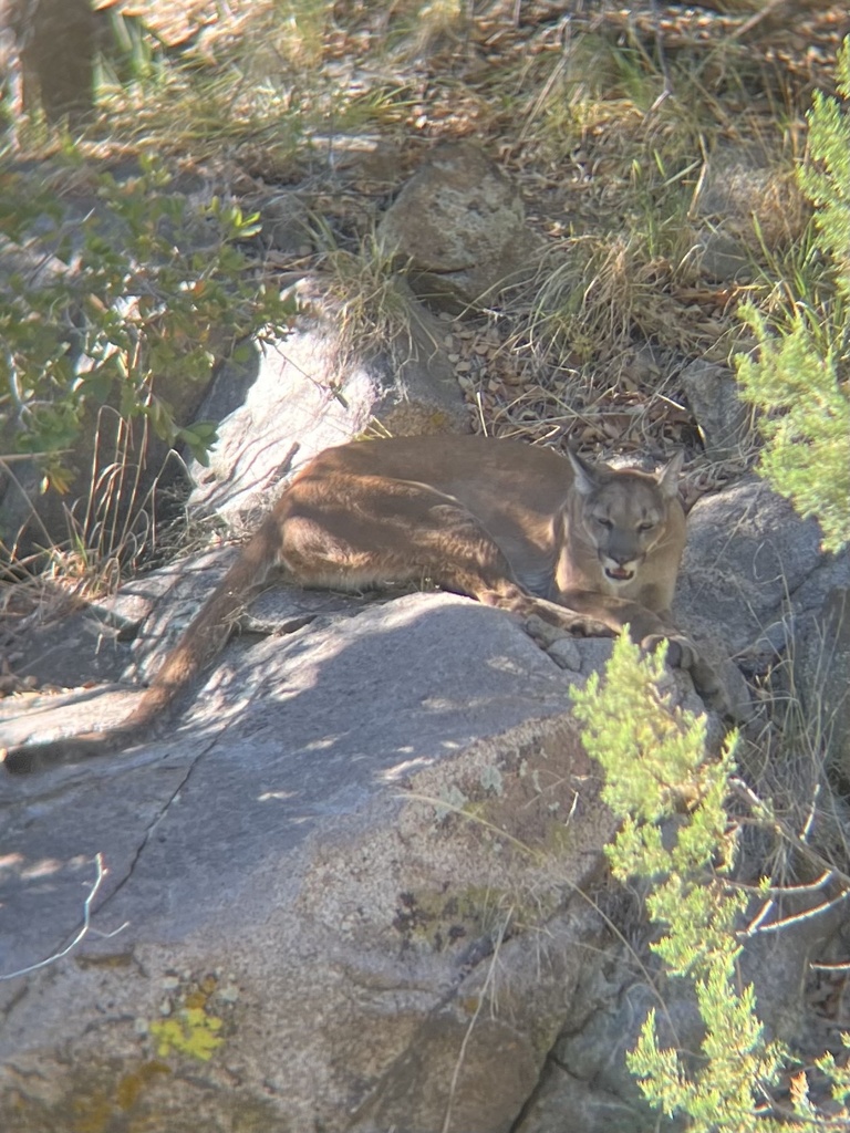 Mountain Lion from Coronado National Forest, Nogales, AZ, US on May 19 ...
