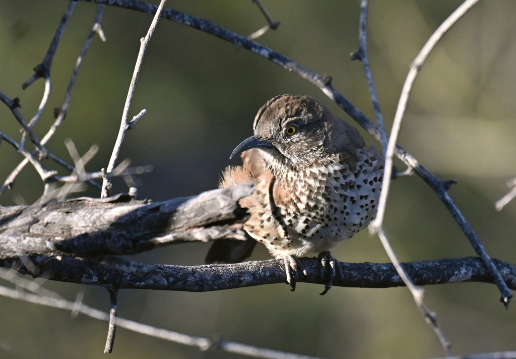 Gray Thrasher from Mulegé, Baja California Sur, Mexico on January 19, 2025 at 04:09 PM by Ryan O ...