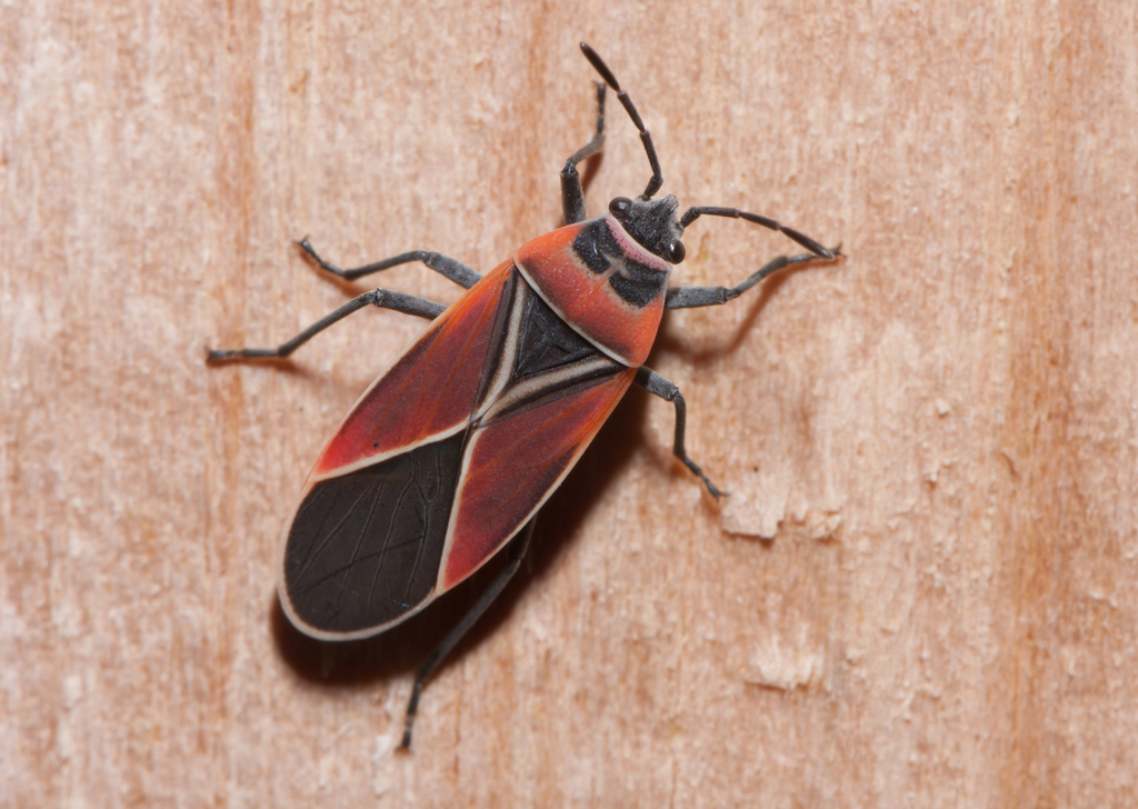 White-crossed Seed Bug in August 2016 by Eric Williams. A Whitecrossed ...