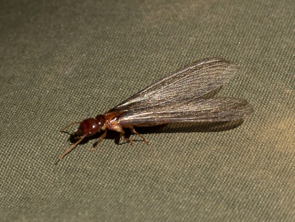Nevada Dampwood Termite from Washington County, OR, USA on October 13 ...