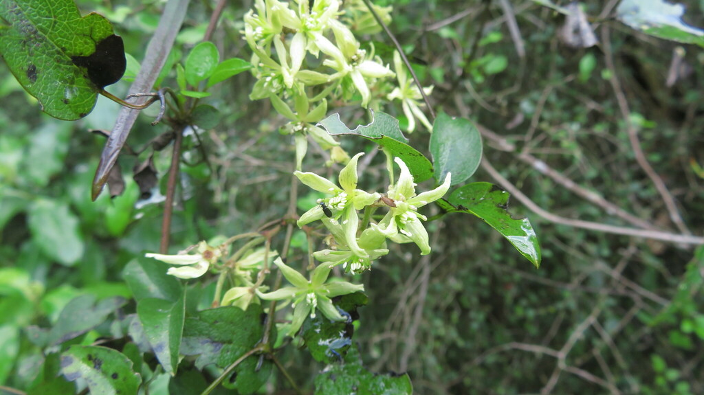 Clematis foetida from Taihape, New Zealand on October 19, 2024 at 10:21 ...