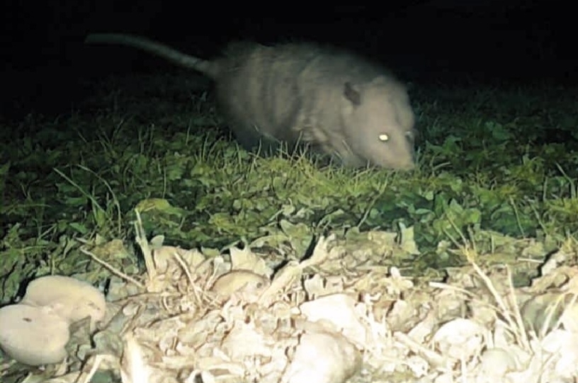 Virginia Opossum from Sullivan, MO 63080, USA on January 20, 2025 at 12 ...