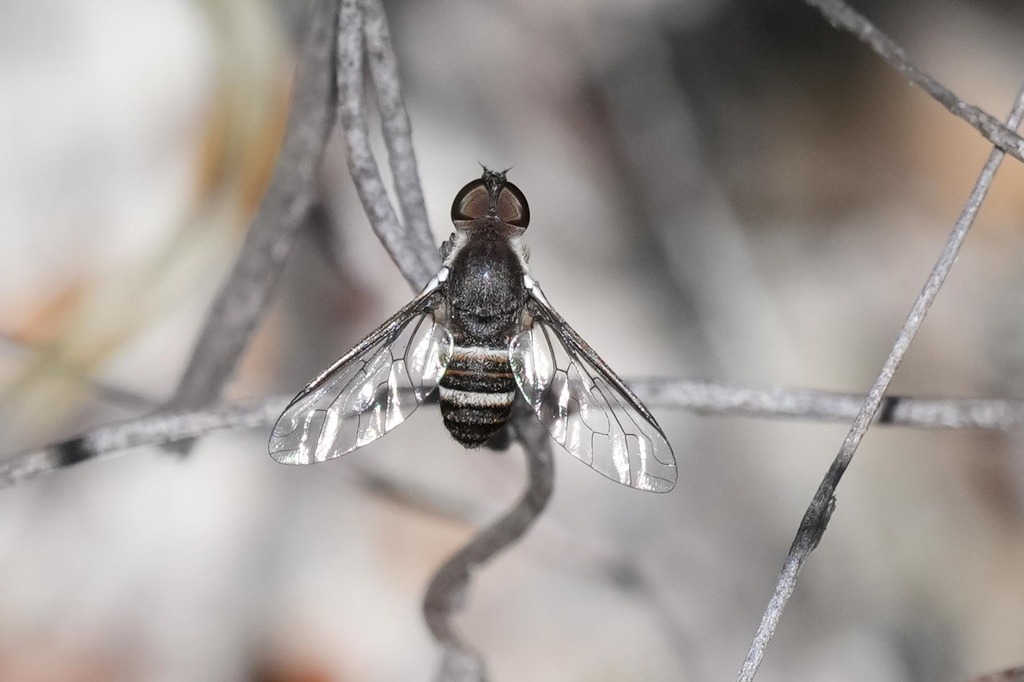 banded bee flies from Grass Patch WA 6446, Australia on January 19 ...