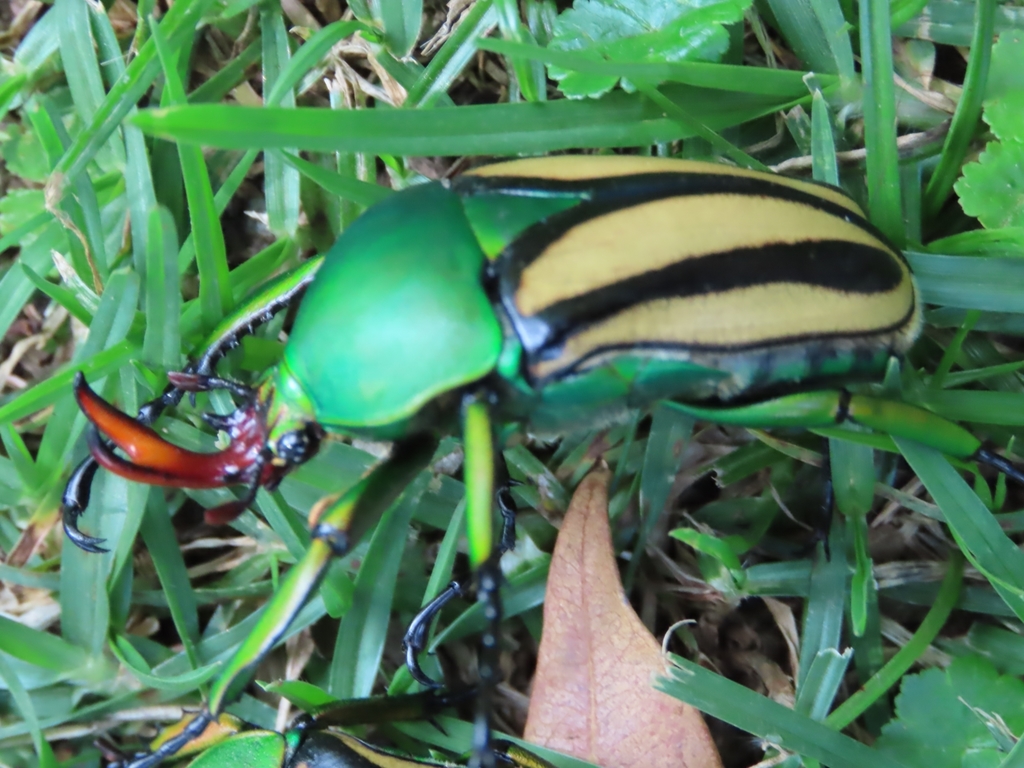 Eudicella ducalis from Bwindi Impenetrable National Park, Buhoma ...