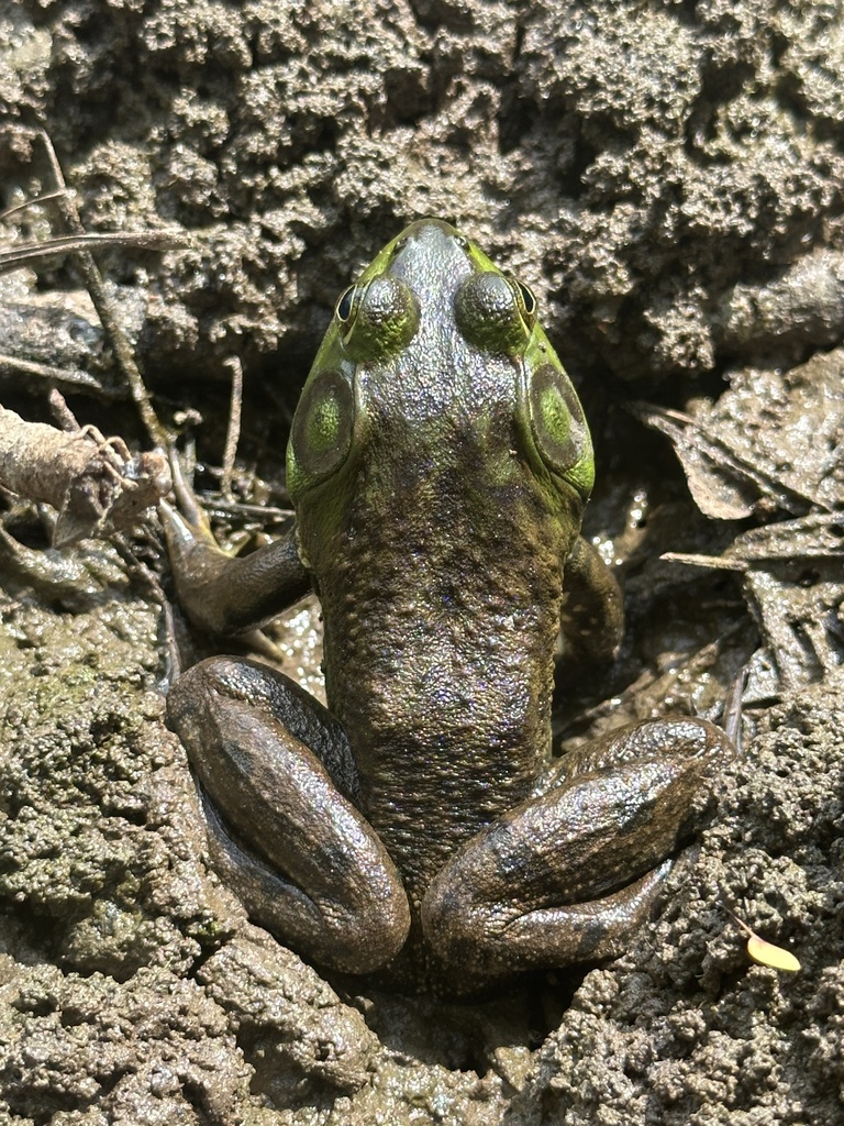 American Bullfrog from Line Creek Nature Area, Peachtree City, GA, US ...
