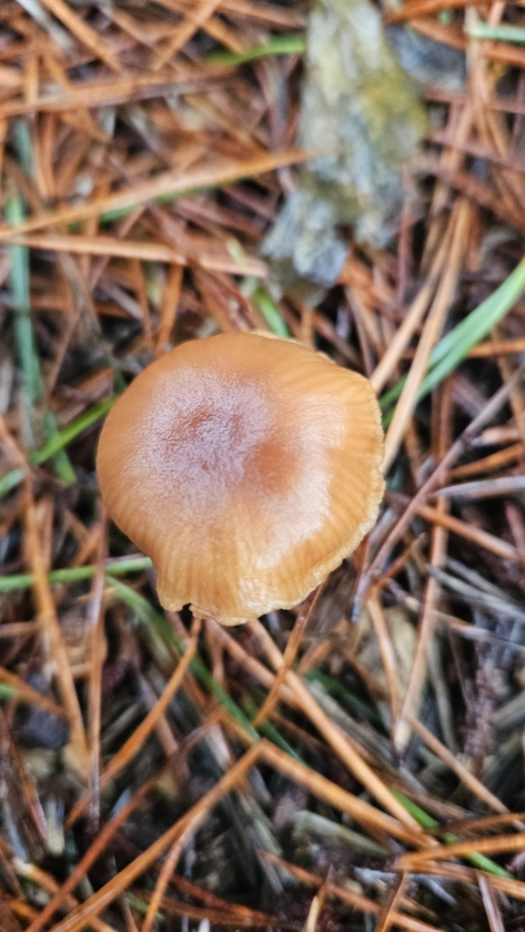 Tubaria furfuracea from 370, Færøerne on January 20, 2025 at 11:35 AM ...