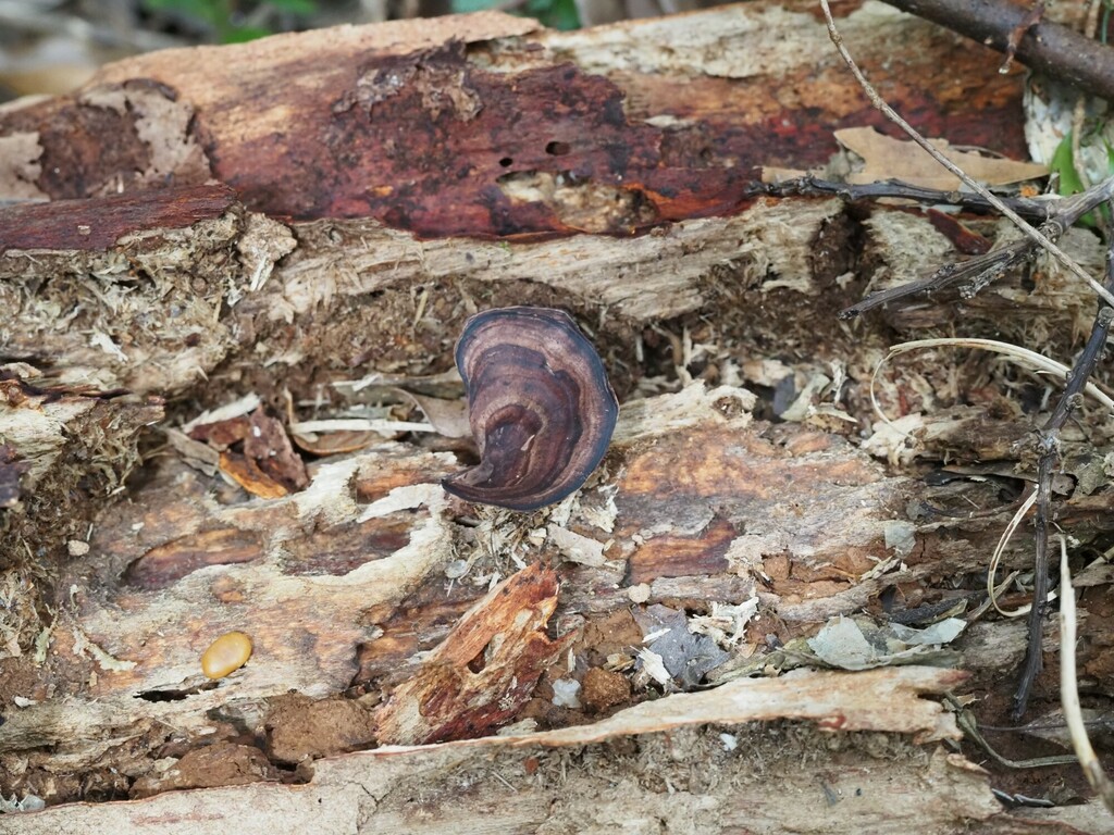 Nigroporus vinosus in December 2024 by hidehiko_i · iNaturalist