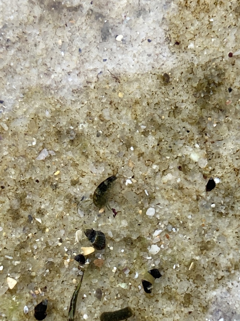 Hyalidae from Sydney Harbour National Park, Mosman, NSW, AU on January ...