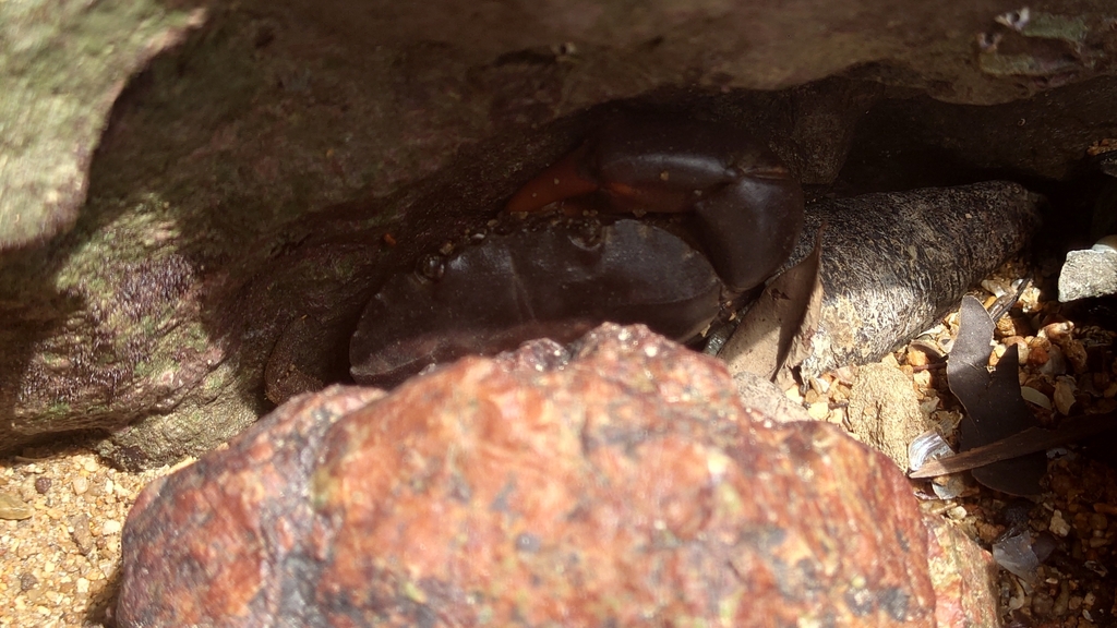 Round Crabs in June 2024 by NAS MIZ · iNaturalist