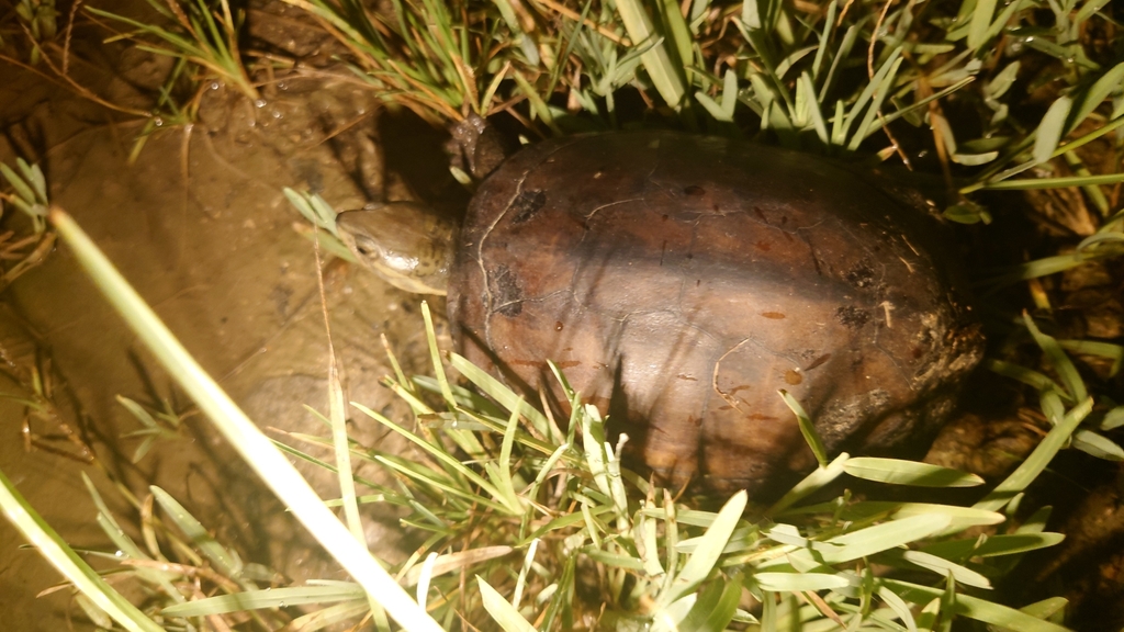Ryukyu Yellow Pond Turtle in July 2024 by NAS MIZ · iNaturalist