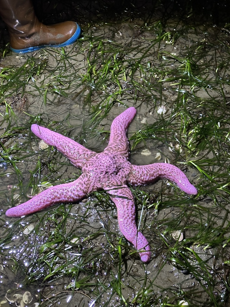 Giant Pink Sea Star from Henderson Bay, Gig Harbor, WA, US on January ...
