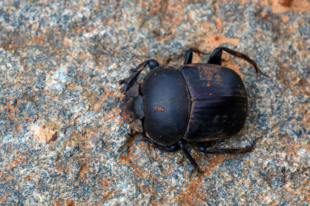 Kheper subaeneus from Nkangala District Municipality, South Africa on ...