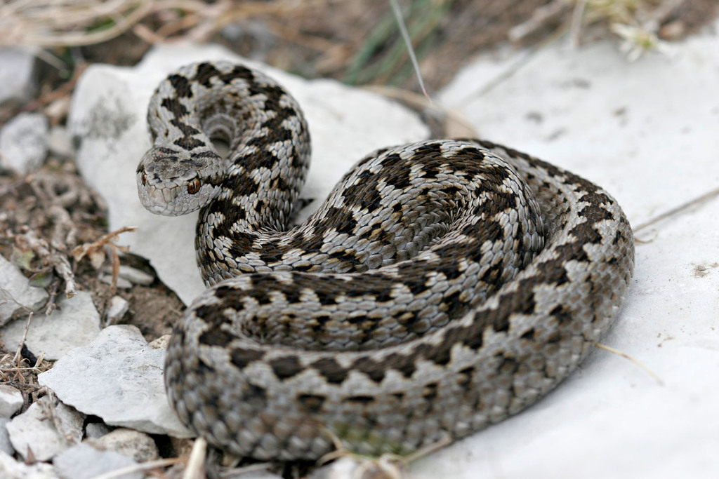 Meadow Viper (Vipera ursinii) - Snakes and Lizards