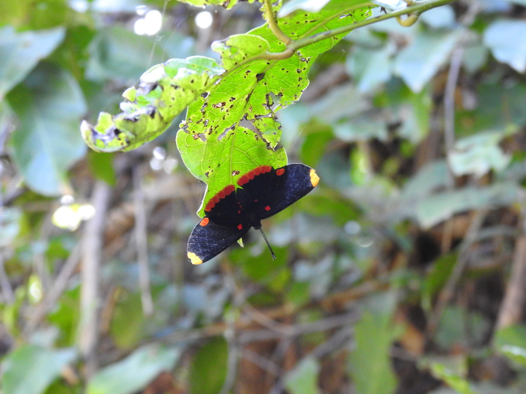 Red-bordered Pixie from Cumbres parte baja, Acapulco de Juárez, Gro ...