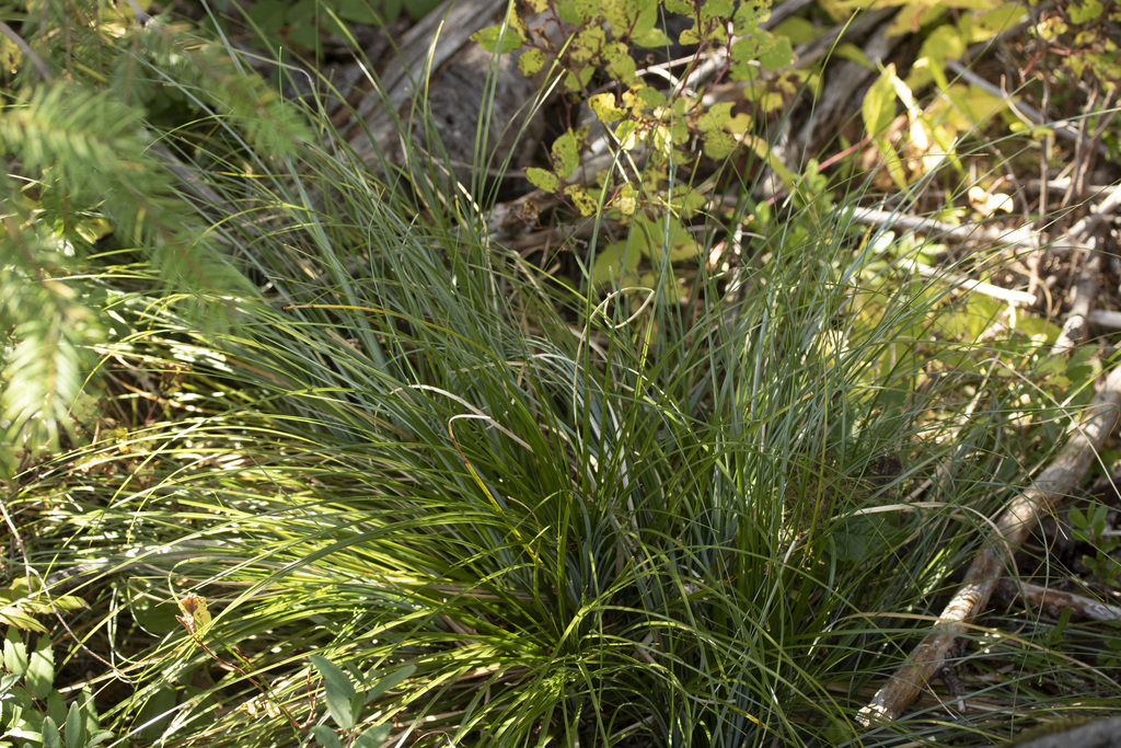 common beargrass from Washington County, OR, USA on October 13, 2024 at ...