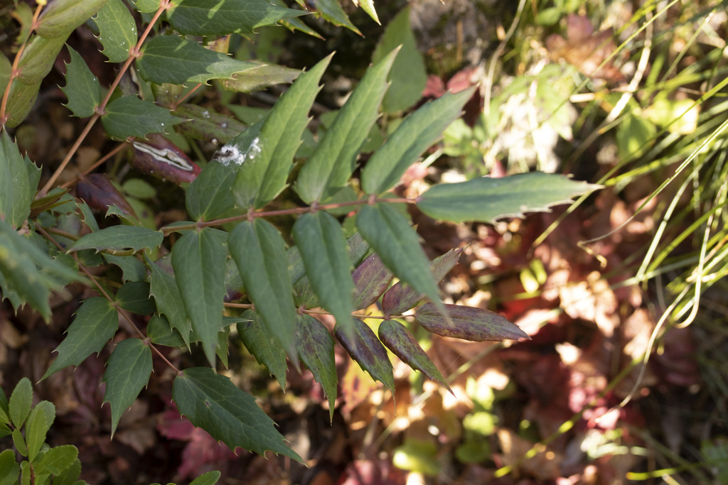 Cascade Oregon-grape from Washington County, OR, USA on October 13 ...