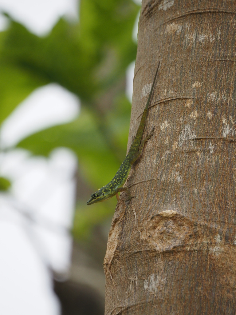 Bronze Anole from Saint Patrick, Grenada on August 10, 2024 at 11:41 AM ...