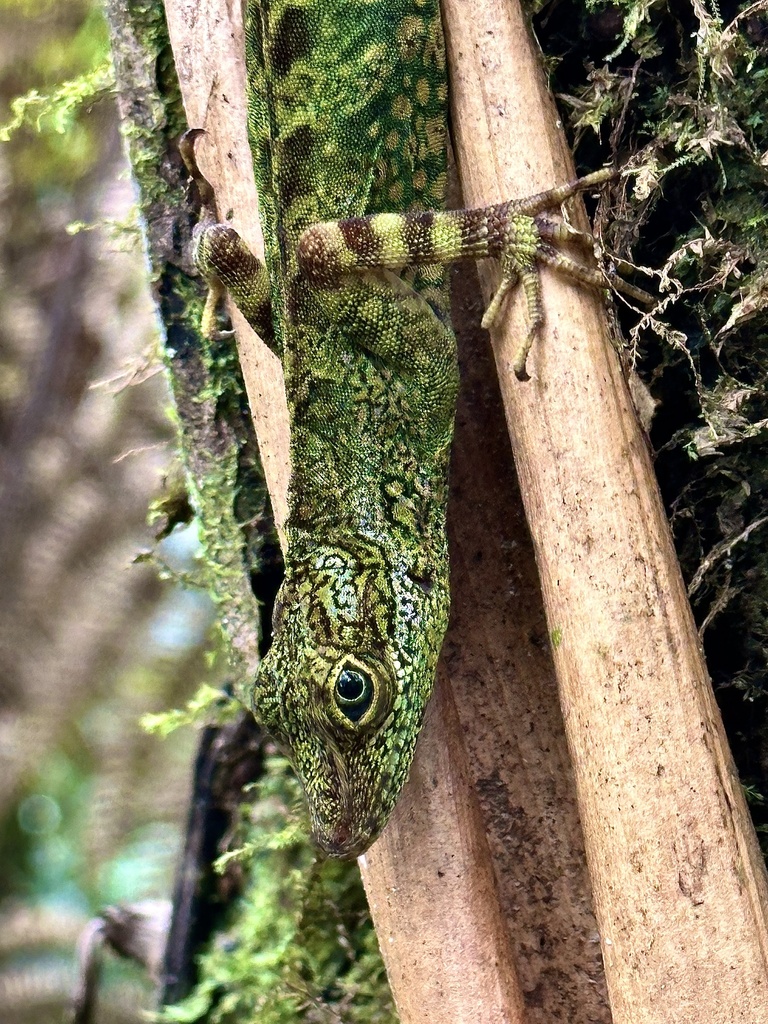 Equatorial Anole From Sn Miguel Bancos Pichincha Ec On January 20