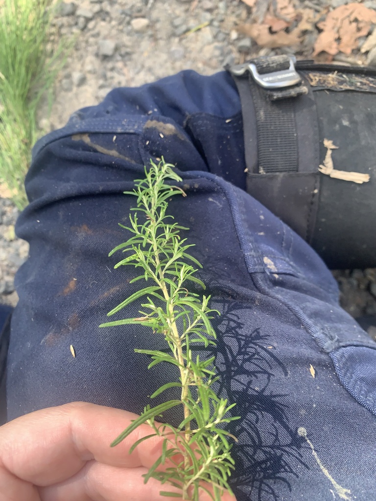 Sifton Bush from Warrandyte State Park, Warrandyte, VIC, AU on January ...