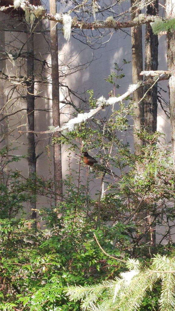 American Robin from Silverdale, WA 98315, USA on January 20, 2025 by ...