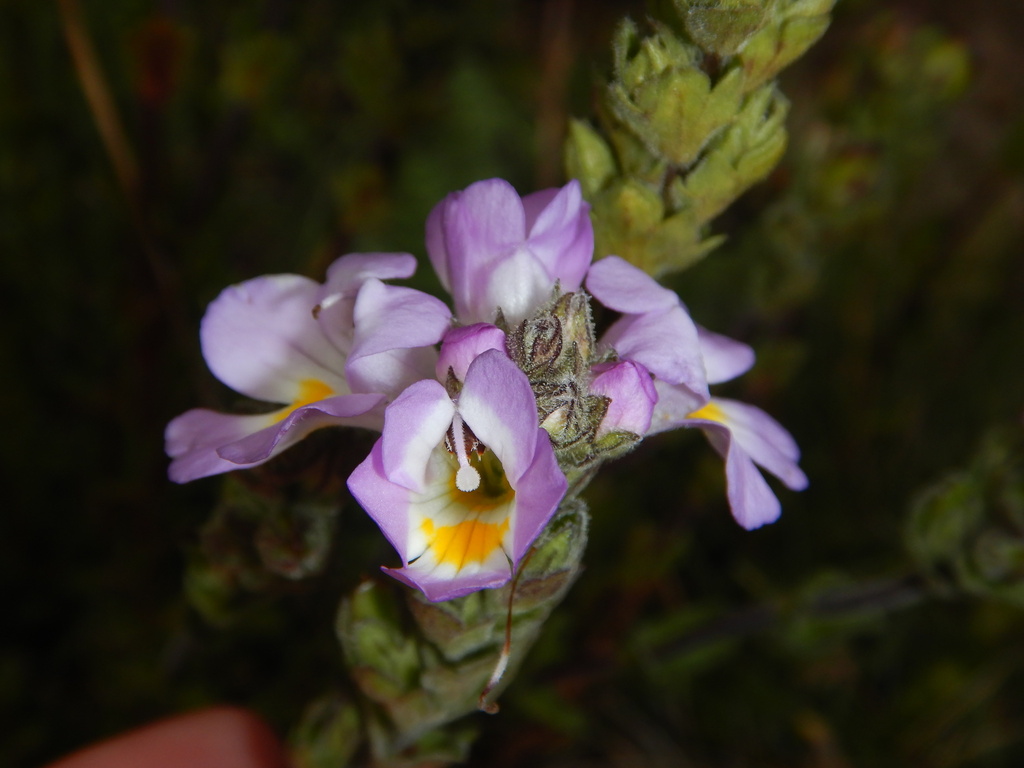 purple eyebright from Kosciuszko National Park, Kosciuszko, NSW, AU on ...