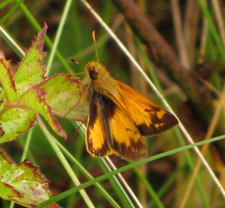 Zabulon Skipper from Woodstock, MD, USA on August 12, 2017 at 07:36 AM ...