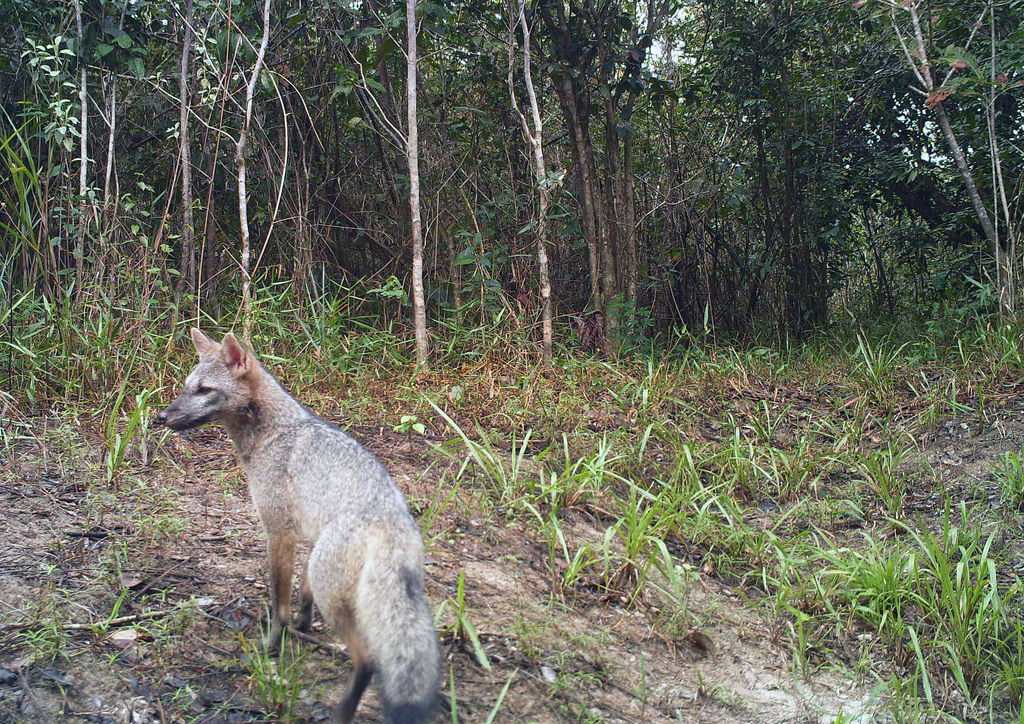 Crab-eating Fox from Karanambu Protected Area on December 8, 2014 at 07:26 AM by Melanie McTurk ...