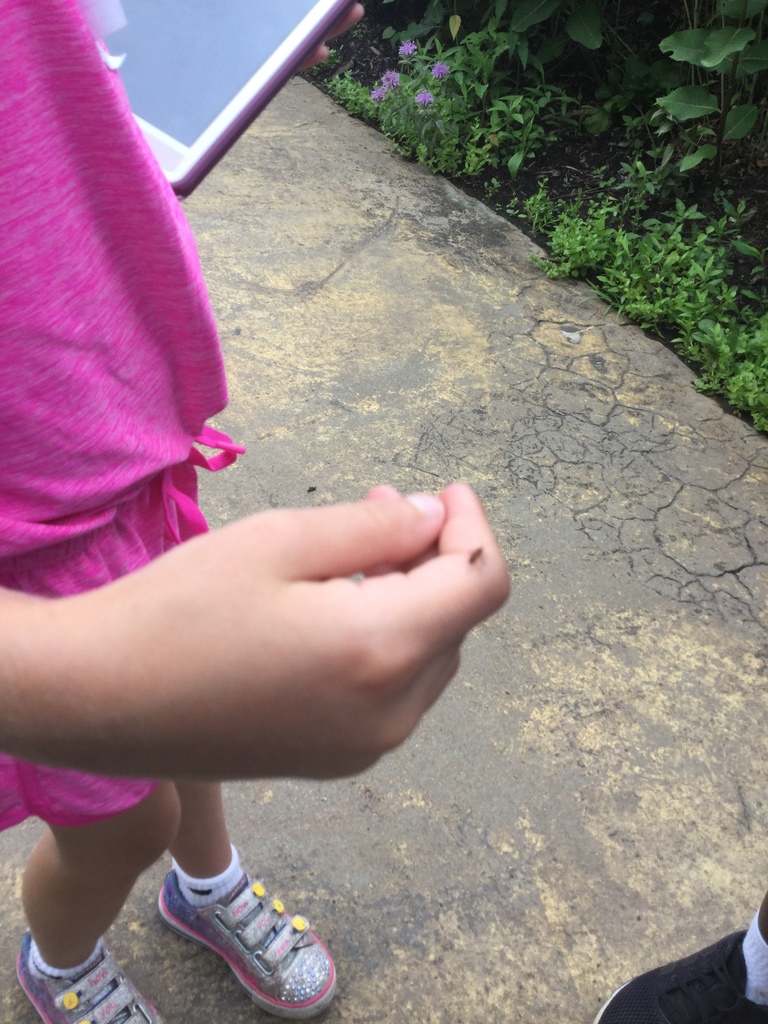 Insects from St. Louis city County, US-MO, US on June 24, 2019 at 01:09 ...