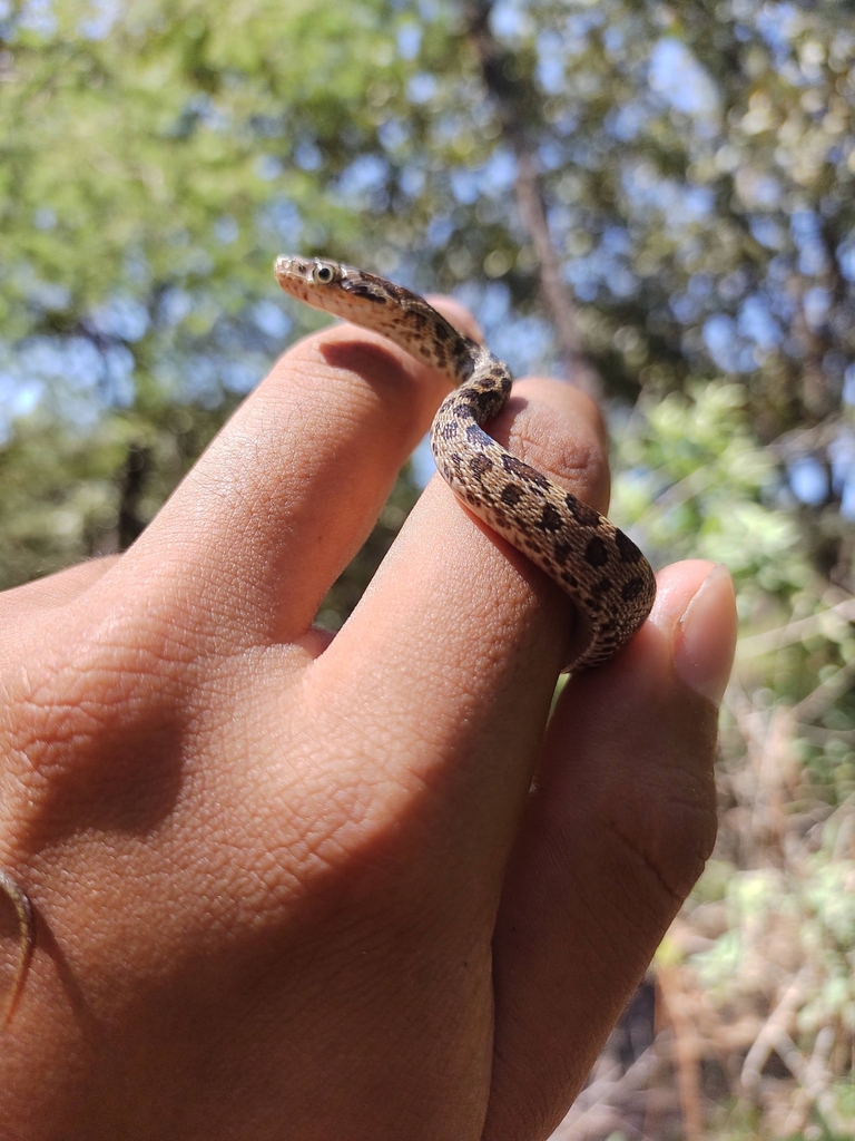 Green Rat Snake from 45226 Jal., México on November 4, 2023 at 11:19 AM ...