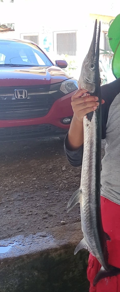 Mexican Needlefish from México on February 22, 2022 at 01:33 PM by ...