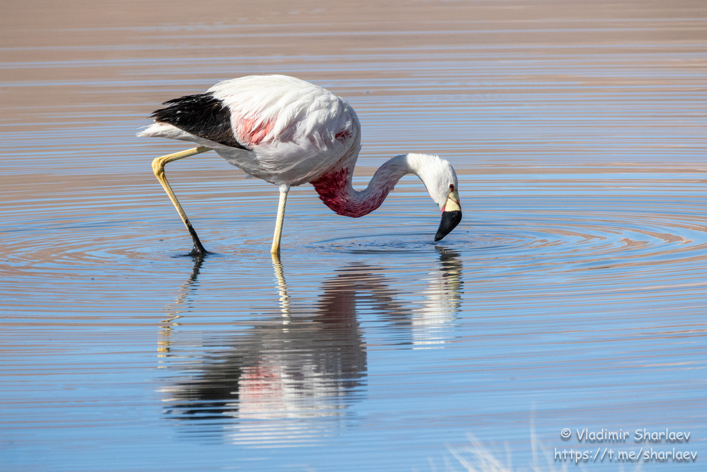 Andean Flamingo in April 2024 by pasl81 · iNaturalist