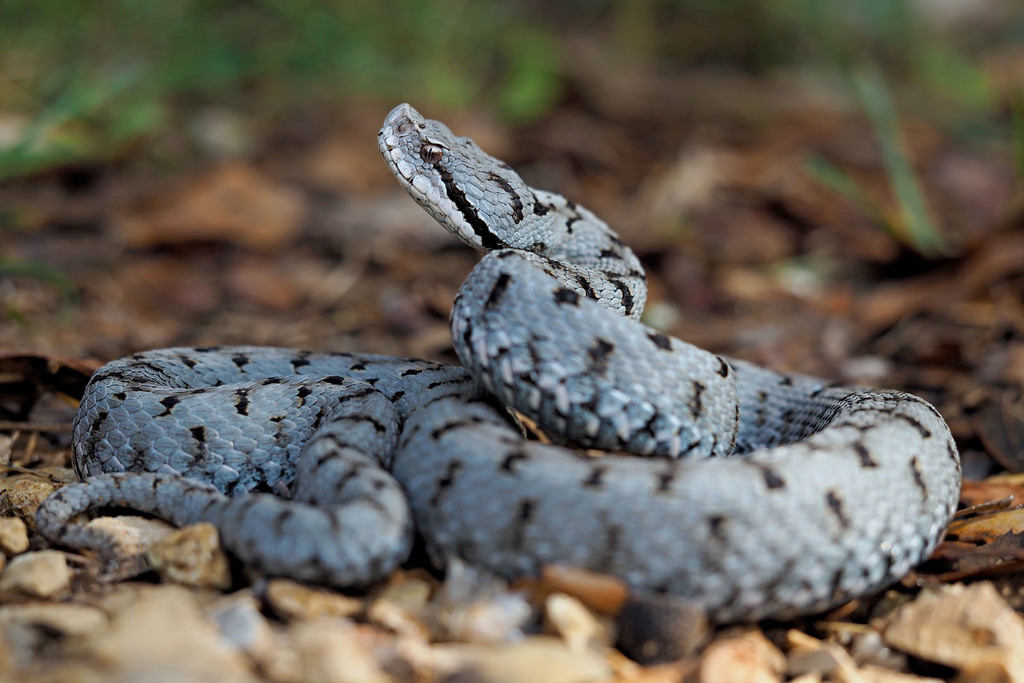 Vipera aspis aspis in October 2016 by Clo · iNaturalist