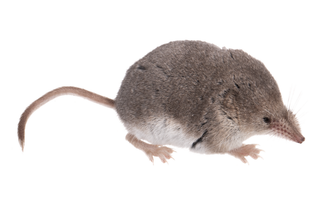 Merriam's Shrew in November 2024 by Prakrit Jain. SPS 15 Pitfalled w ...