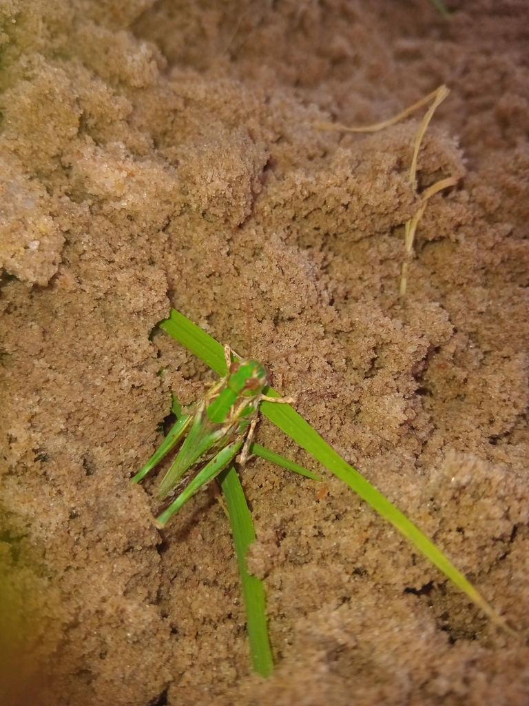 Bandwing Grasshoppers from Omusati Region, Namibia on January 22, 2025 ...