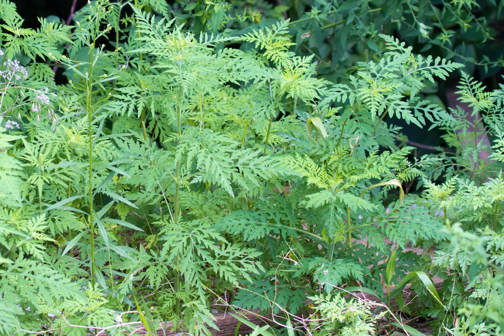 common ragweed from Wyckliffe City Park on August 17, 2013 at 01:50 PM ...
