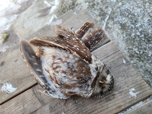 Find owls near me!