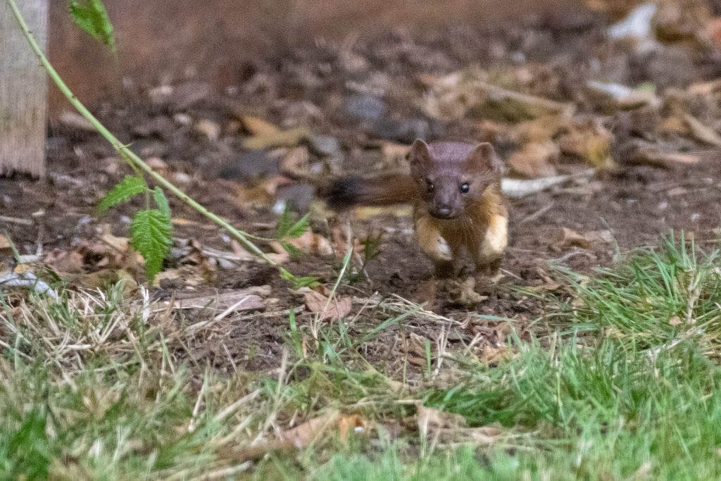 Long-tailed Weasel from McKinleyville, CA, USA on July 25, 2019 by ...